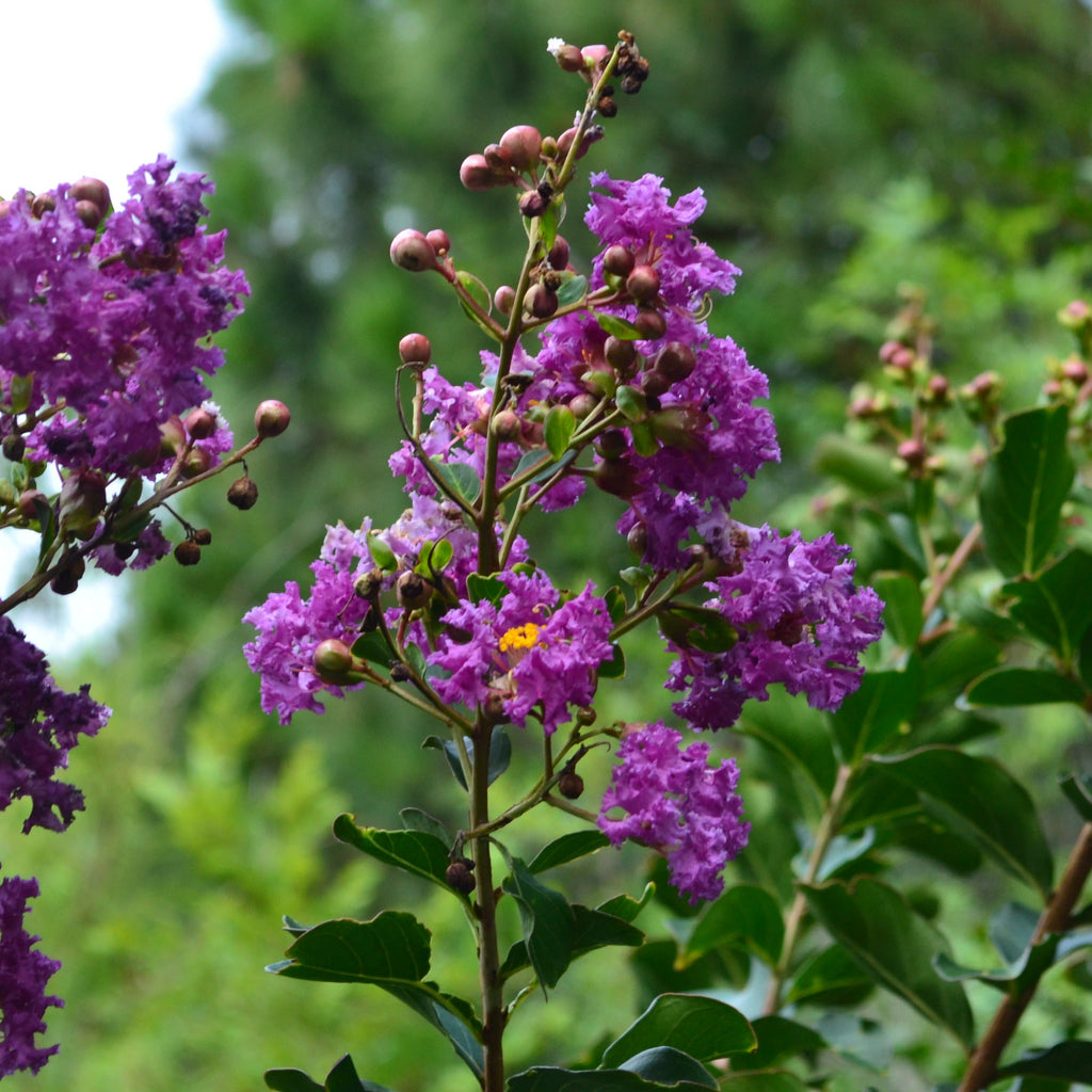 Twilight Crape Myrtle – Panhandle Palm & Rock