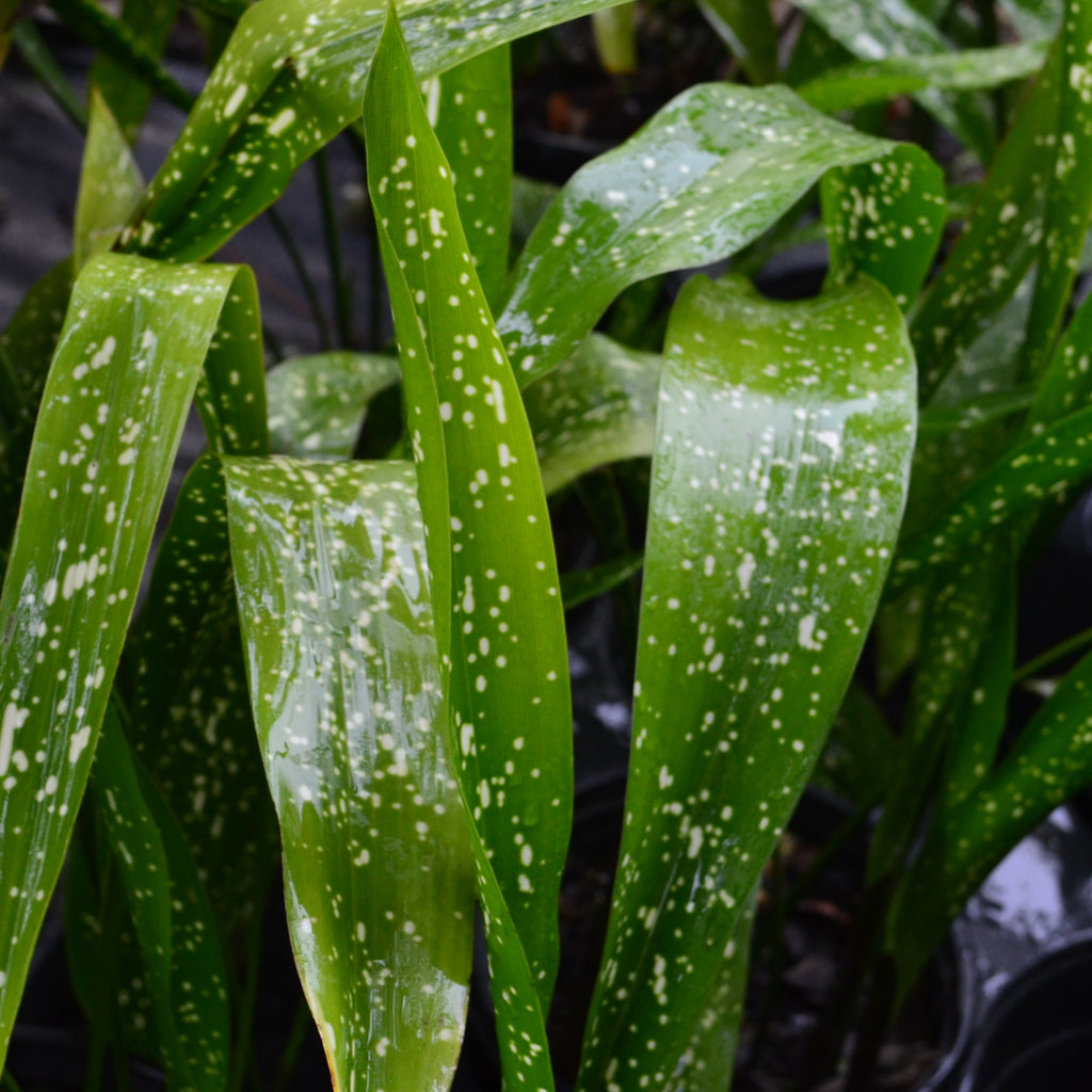 Spek-tacular Cast Iron – Panhandle Palm & Rock