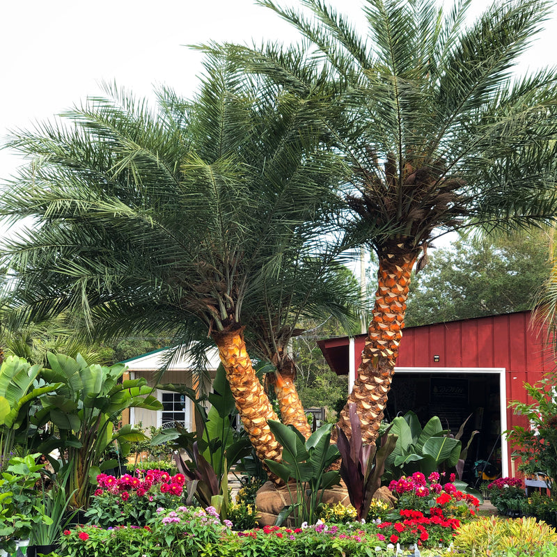 Palm Trees – Panhandle Palm & Rock