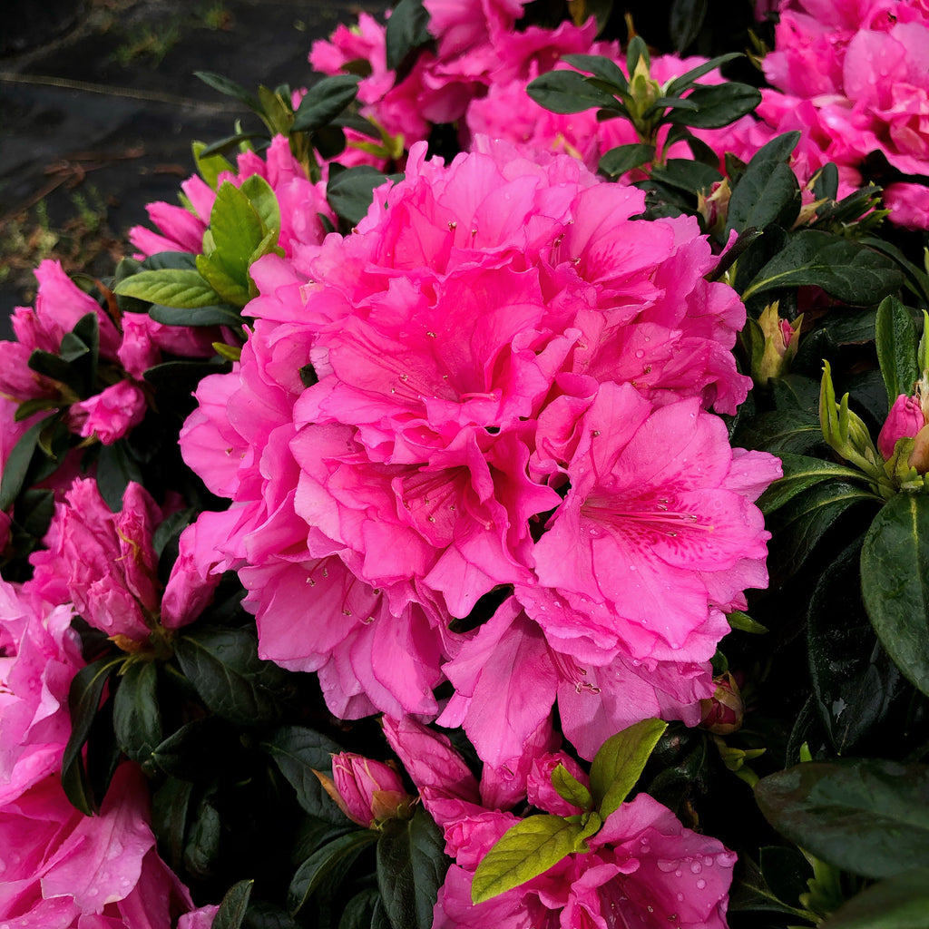 Pink Ruffles Azalea – Panhandle Palm & Rock