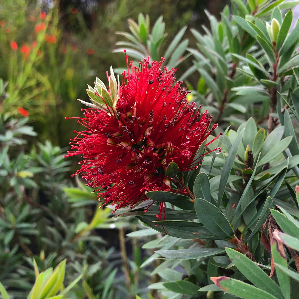 Little John Dwarf Bottlebrush – Panhandle Palm & Rock