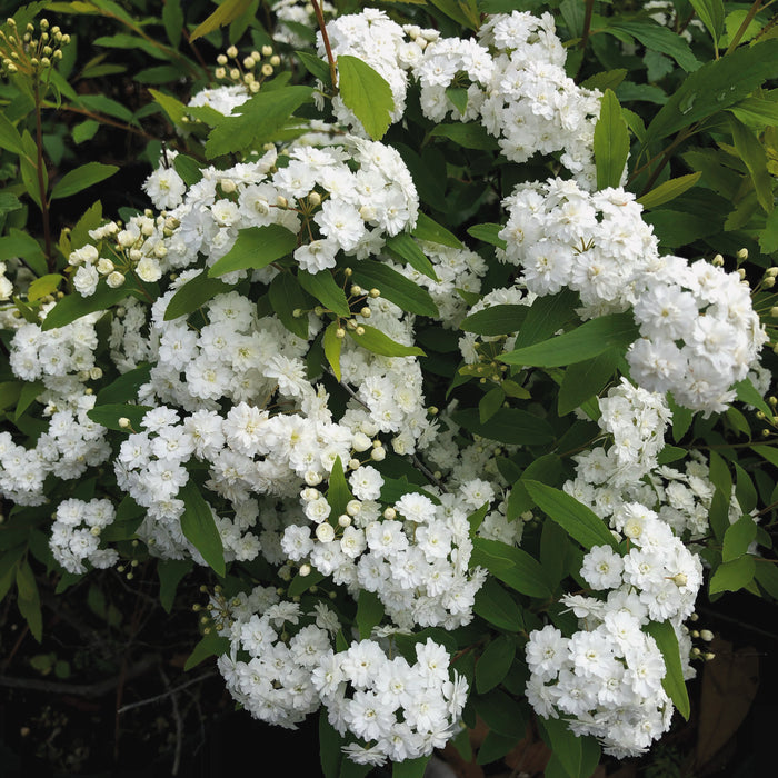 Ready to Pick Up – Panhandle Palm & Rock