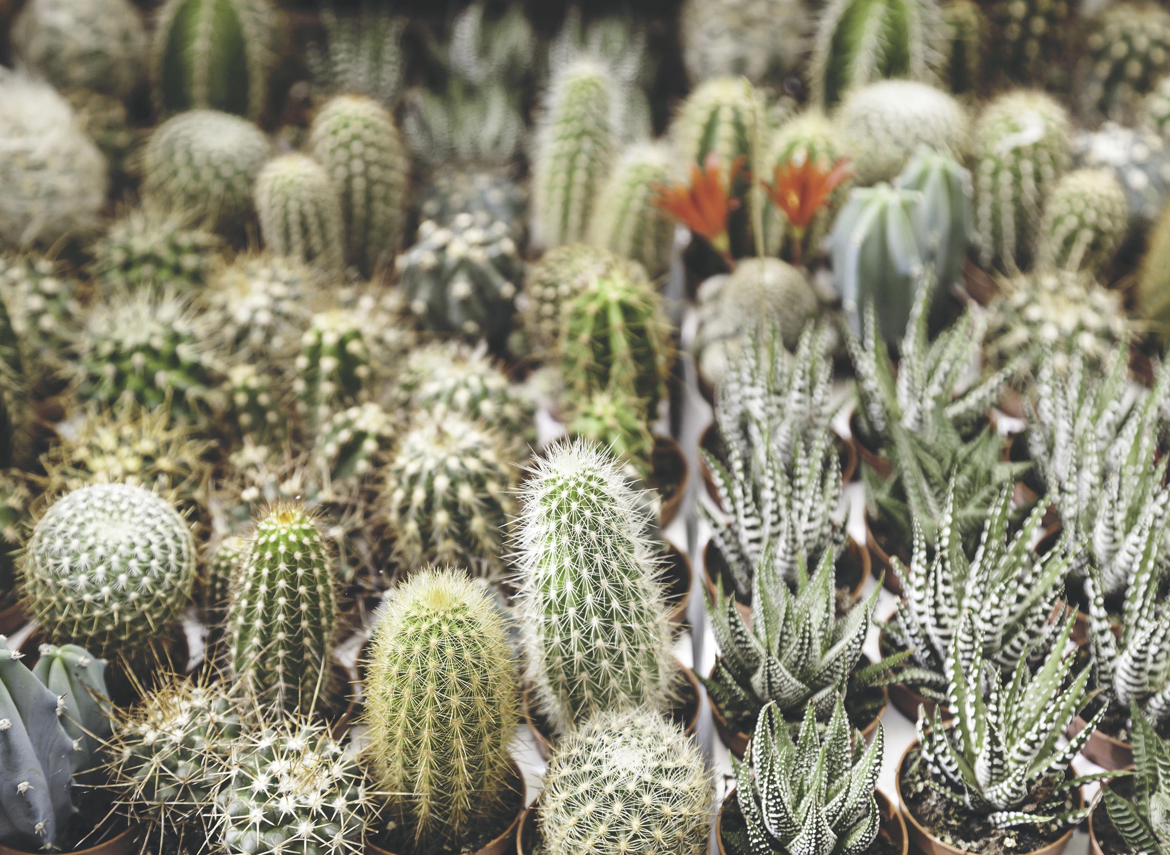 Panhandle Palm & Rock – Panhandle Palm & Rock