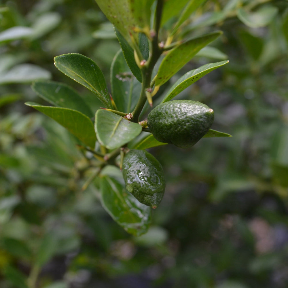 Panhandle Palm & Rock