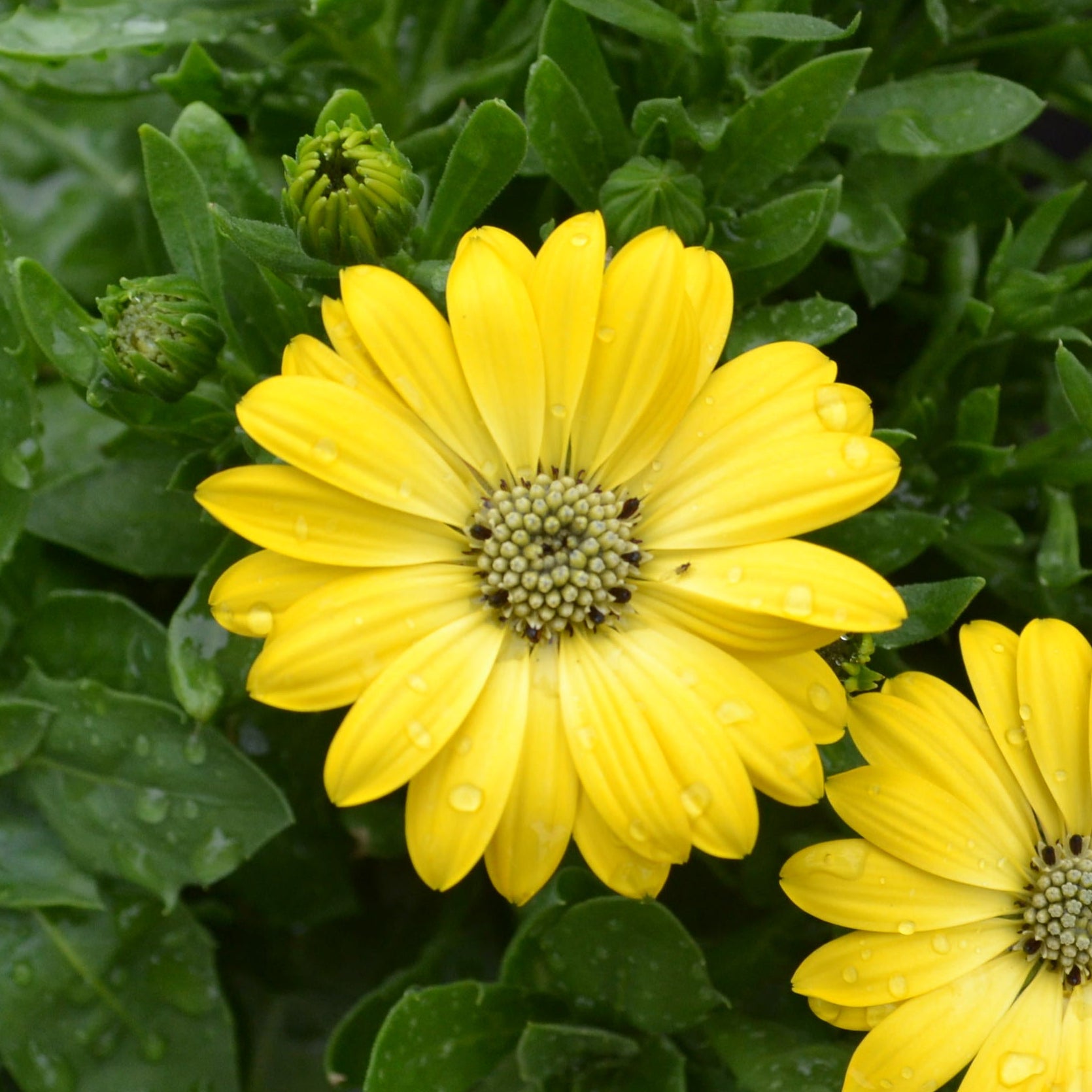 Osteospermum Hawaii Sunset – Panhandle Palm & Rock