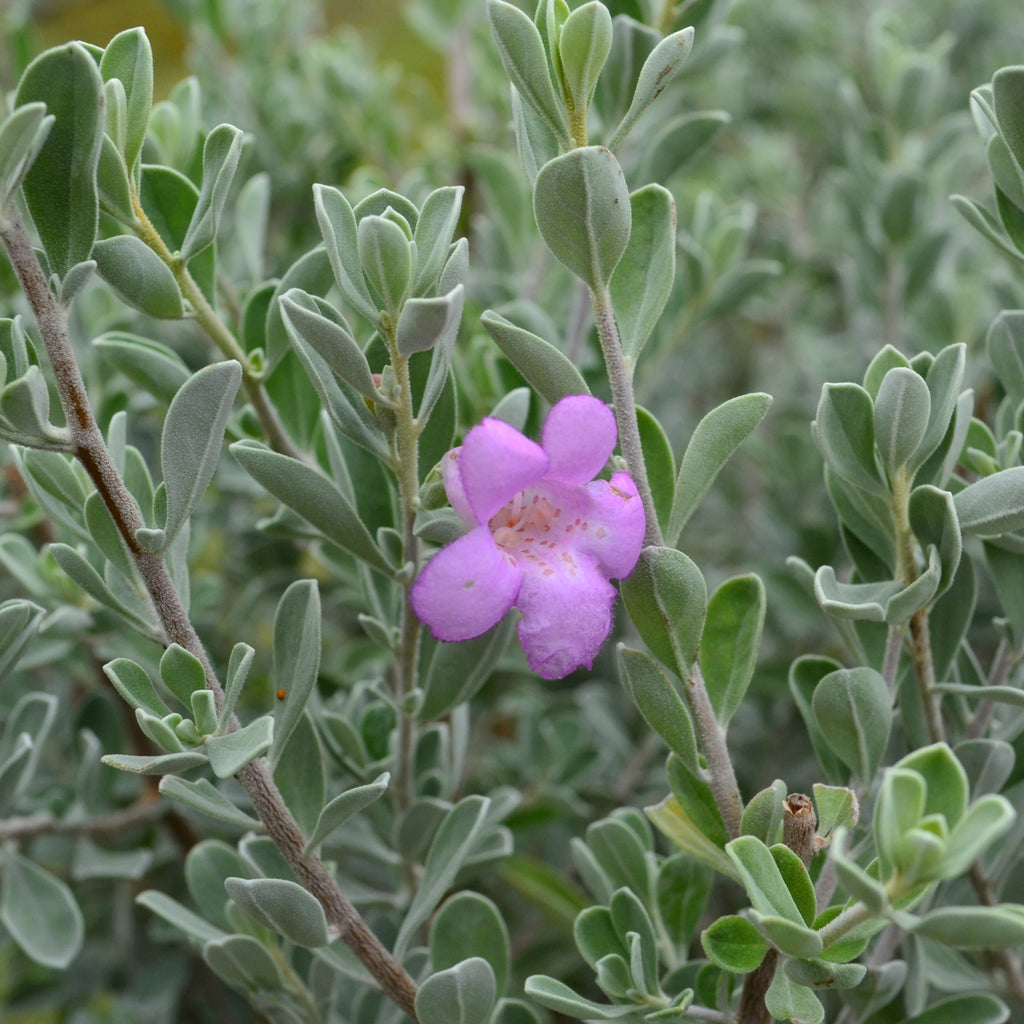 Silverado Texas Sage – Panhandle Palm & Rock
