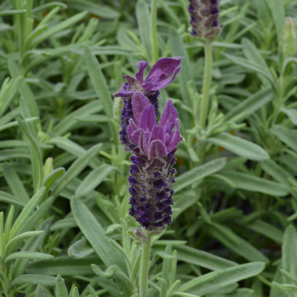 Lavender Primavera – Panhandle Palm & Rock