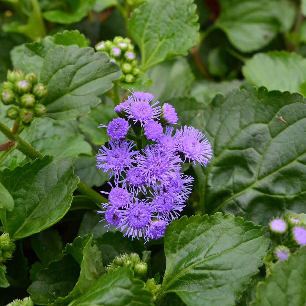 Ageratum Monarch Magic – Panhandle Palm & Rock