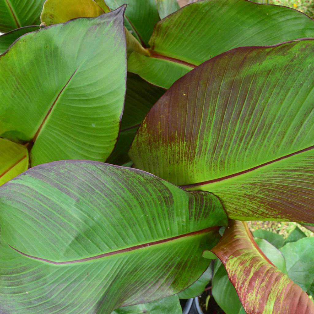 Banana Musa Red Maurelii – Panhandle Palm & Rock