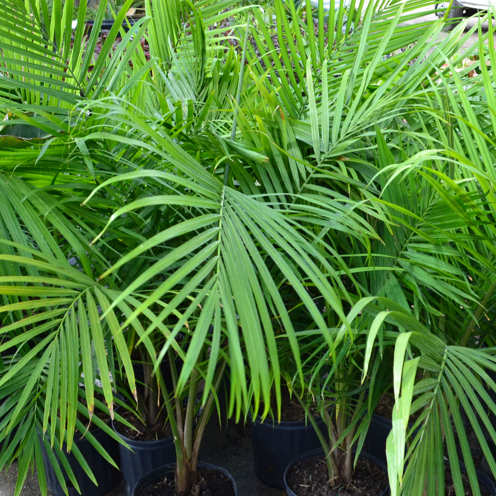 Majesty Palm (Gallon Sizes) – Panhandle Palm & Rock