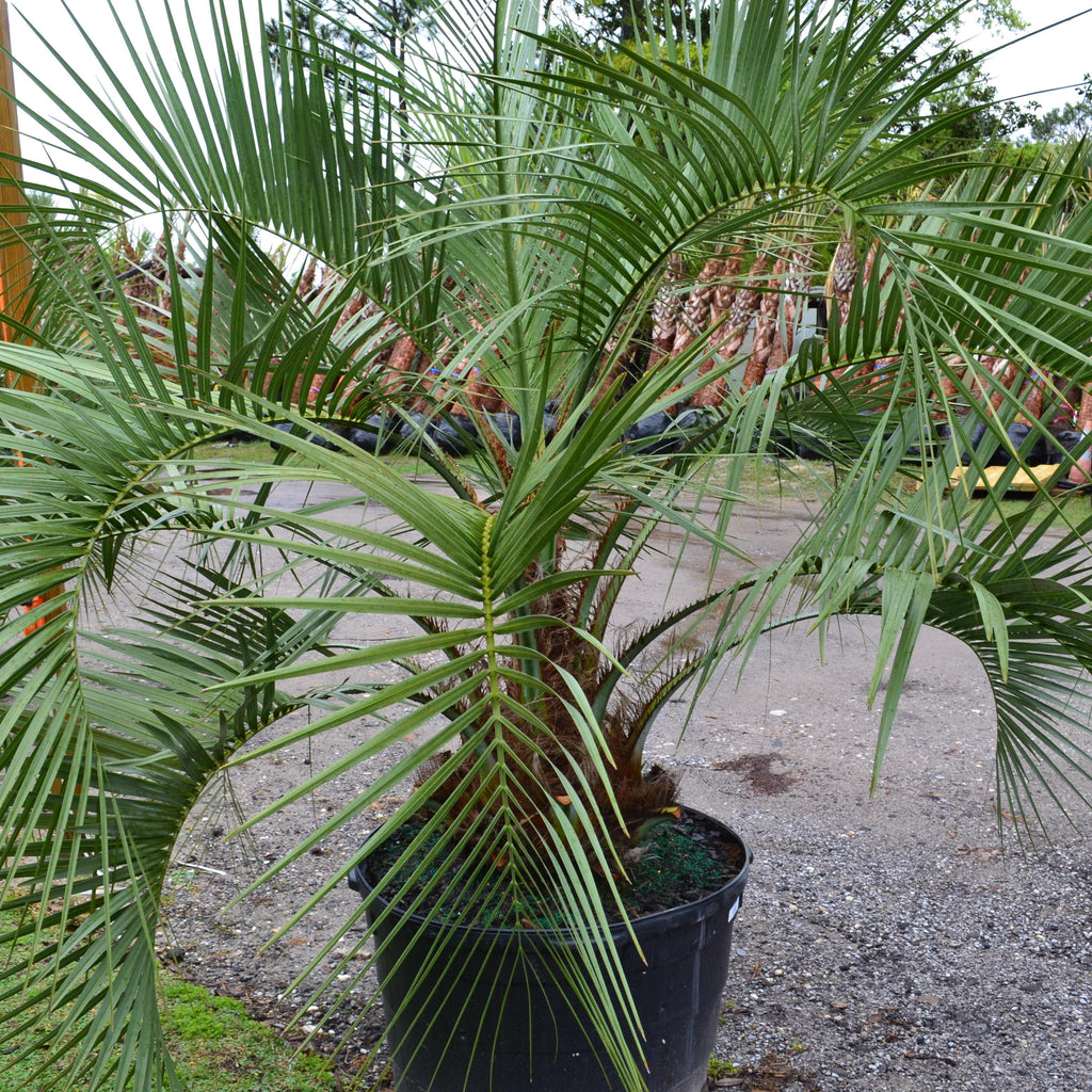 Pindo Palm (Gallon Sizes) – Panhandle Palm & Rock