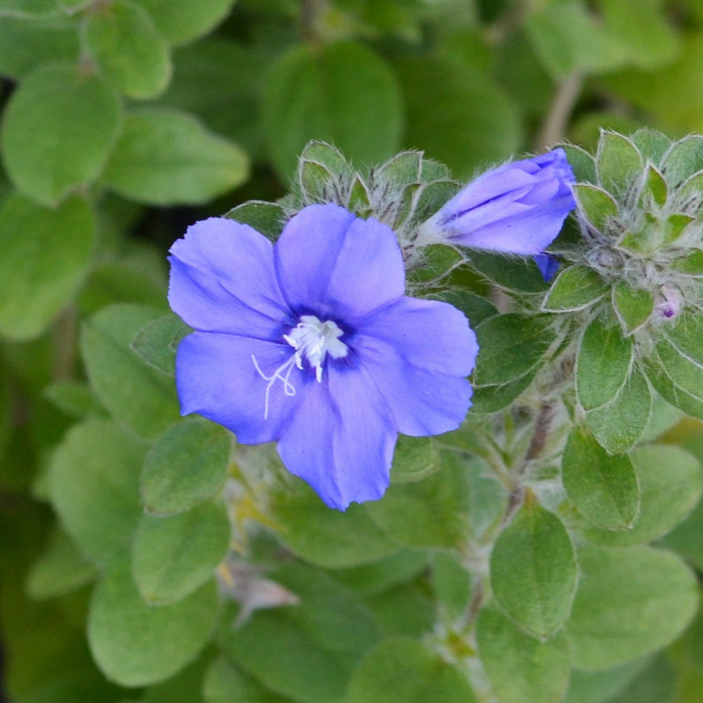 Evolvulus Blue Daze 'Dwarf Morning Glory' – Panhandle Palm & Rock