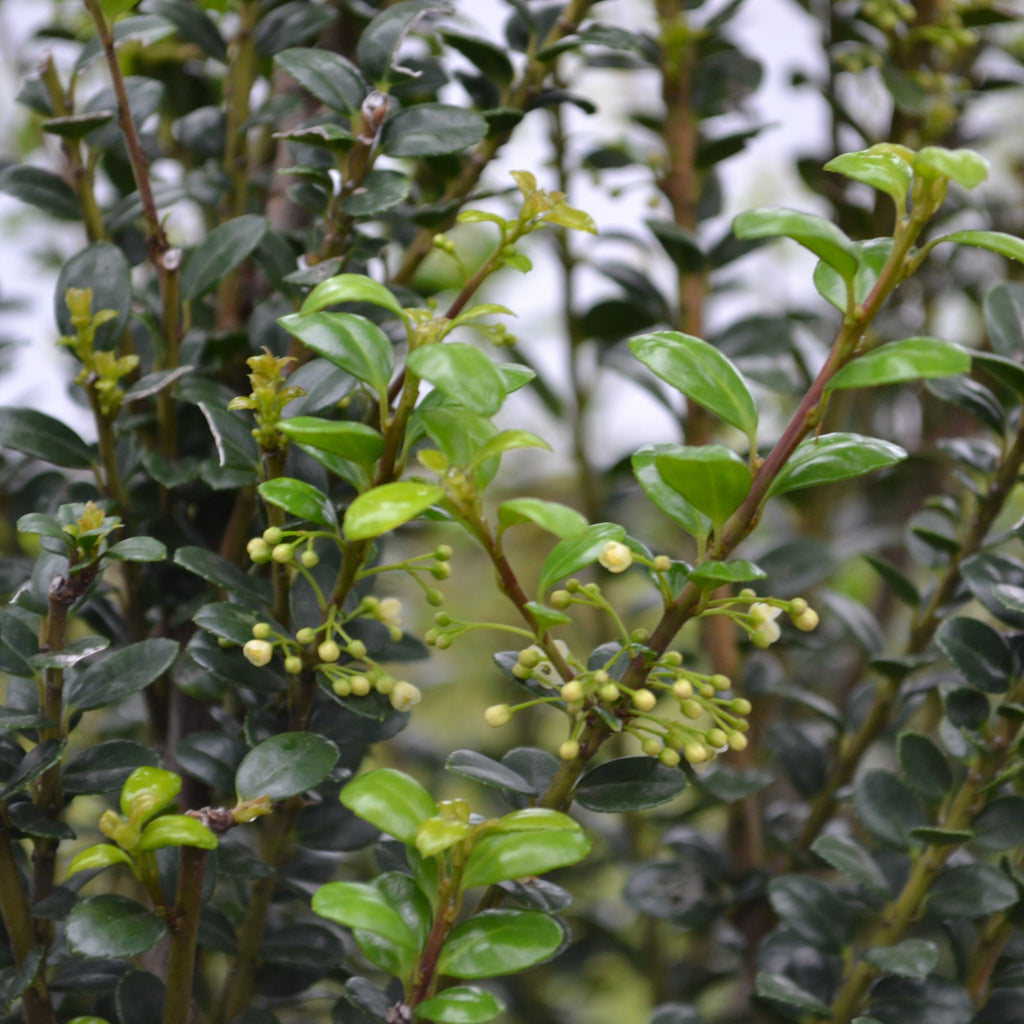 Steeds Pyramid Holly – Panhandle Palm & Rock