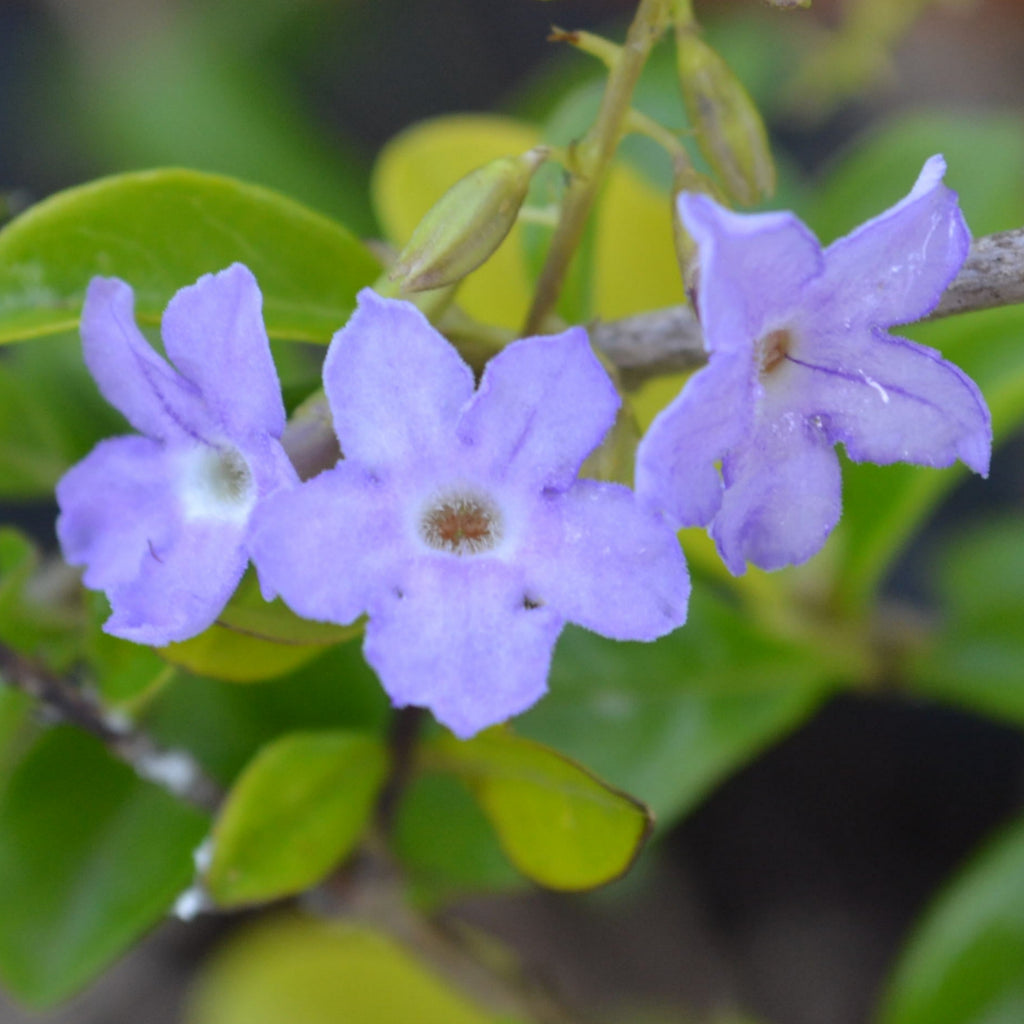 Gold Mound Duranta – Panhandle Palm & Rock