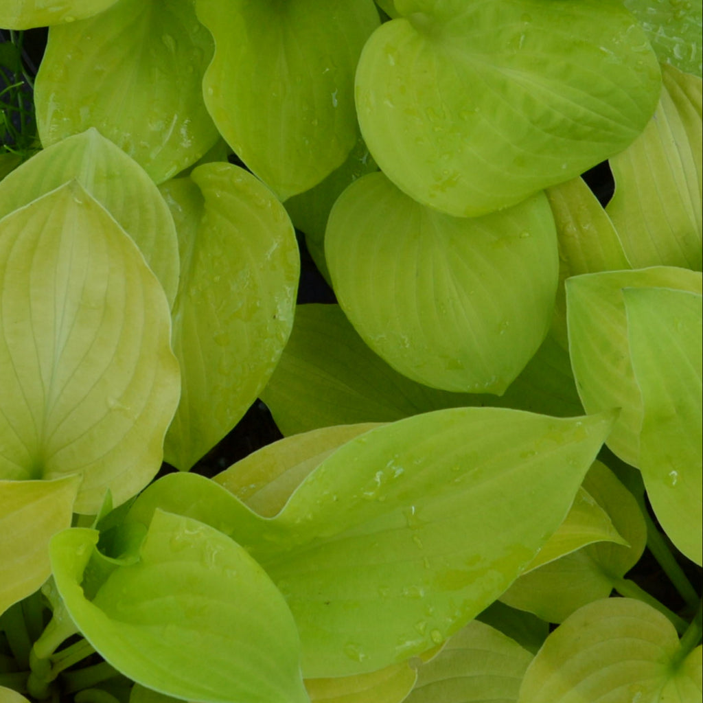 Lime Hosta – Panhandle Palm & Rock