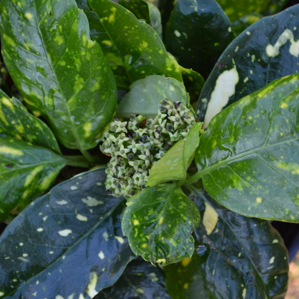 Dwarf Variegated Aucuba – Panhandle Palm & Rock