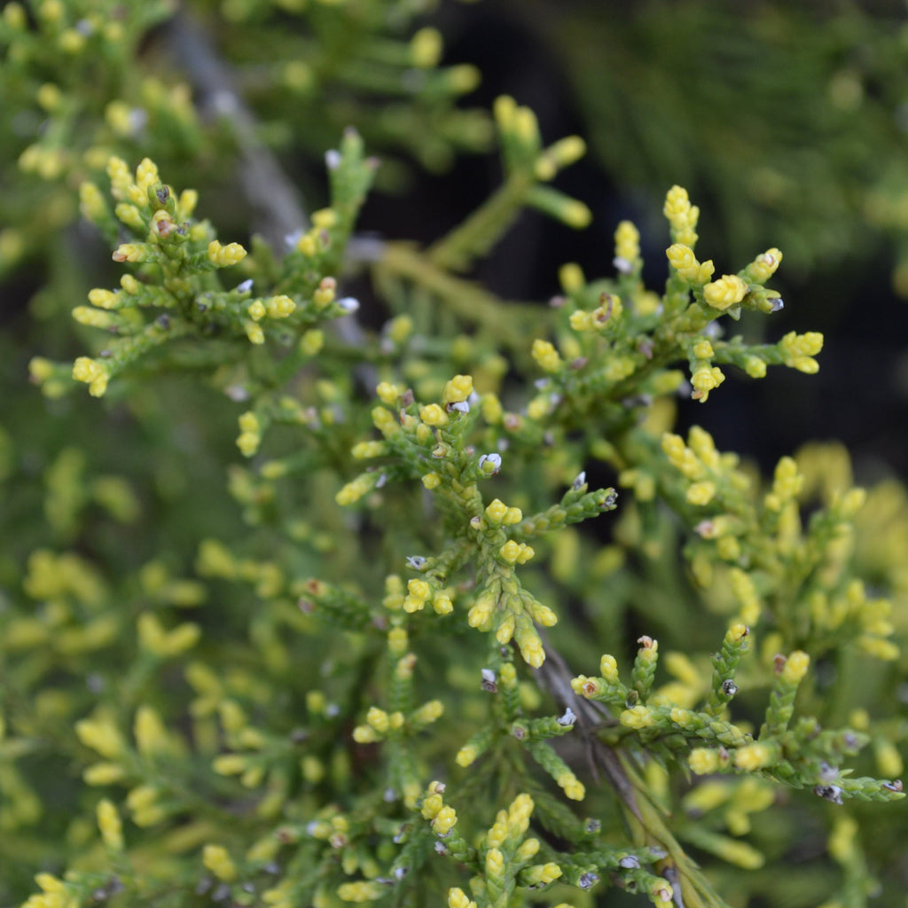 Parsonii Juniper – Panhandle Palm & Rock