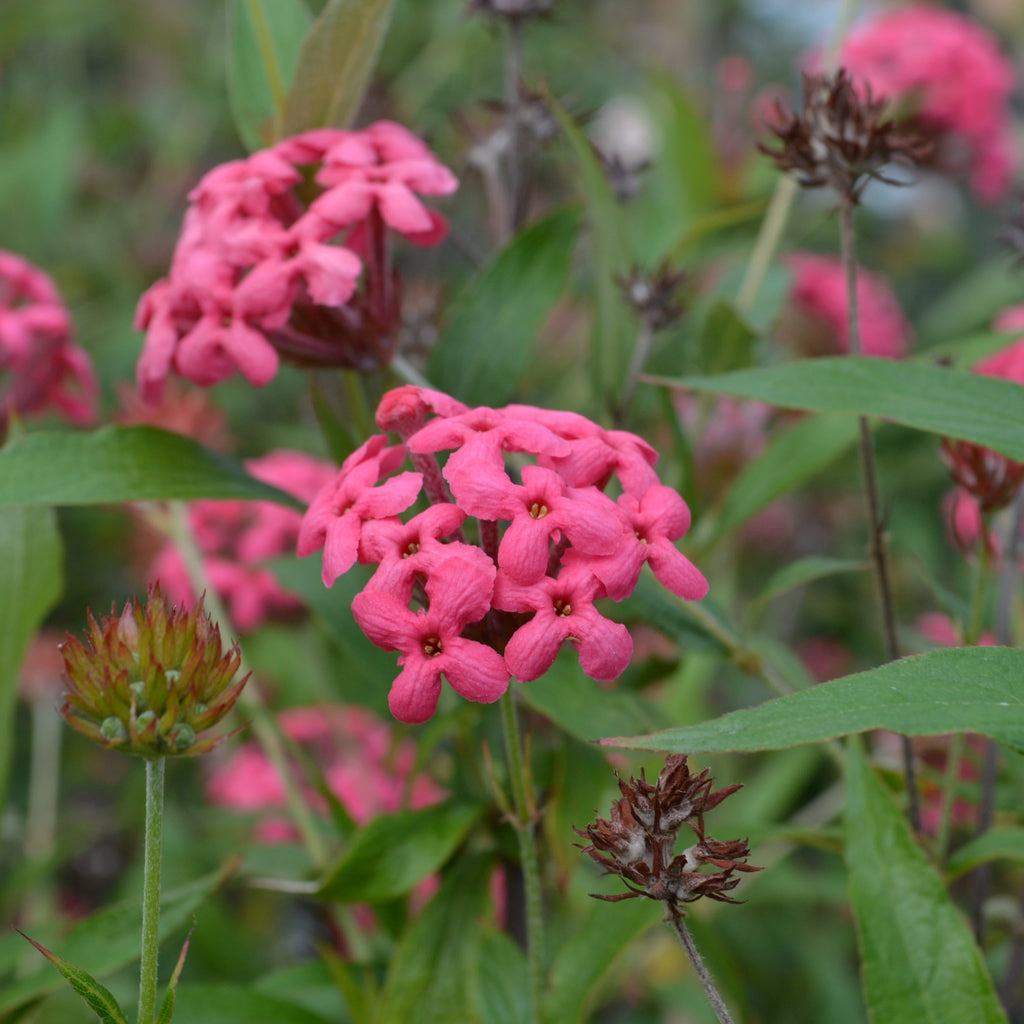 Pentas Panama Rose Bush – Panhandle Palm & Rock