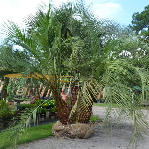 Shop All Palm Trees – Panhandle Palm & Rock