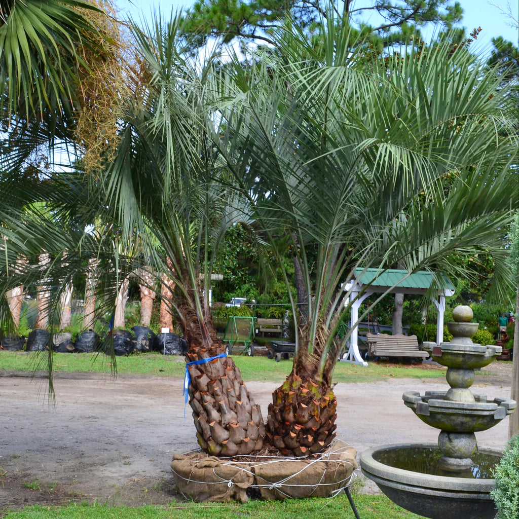 Double Pindo Palm – Panhandle Palm & Rock