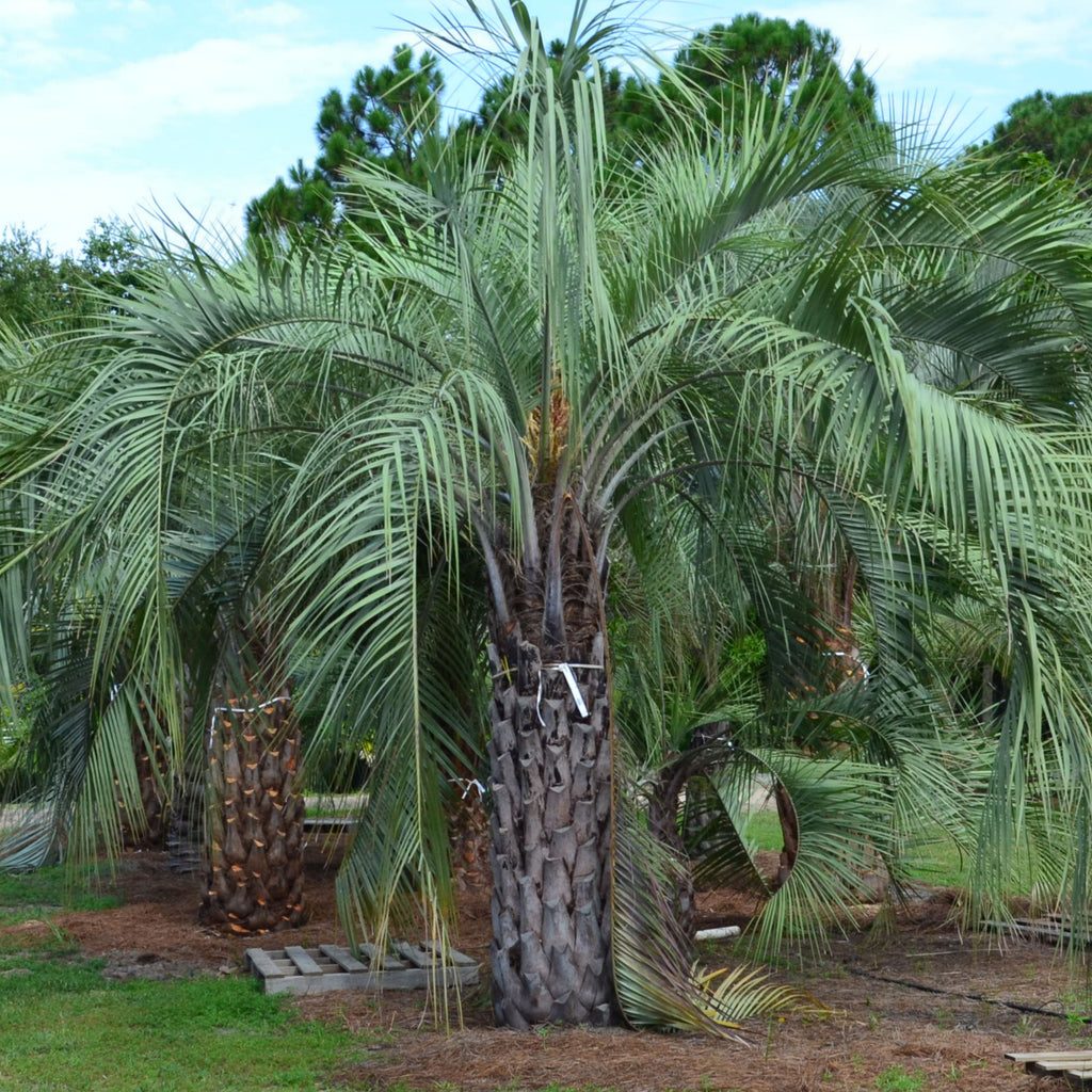Pindo Palm – Panhandle Palm & Rock