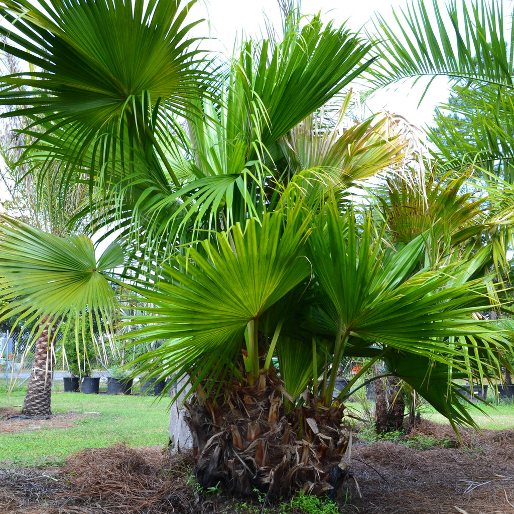 Chinese Fan Palm (Multi-Trunk) – Panhandle Palm & Rock