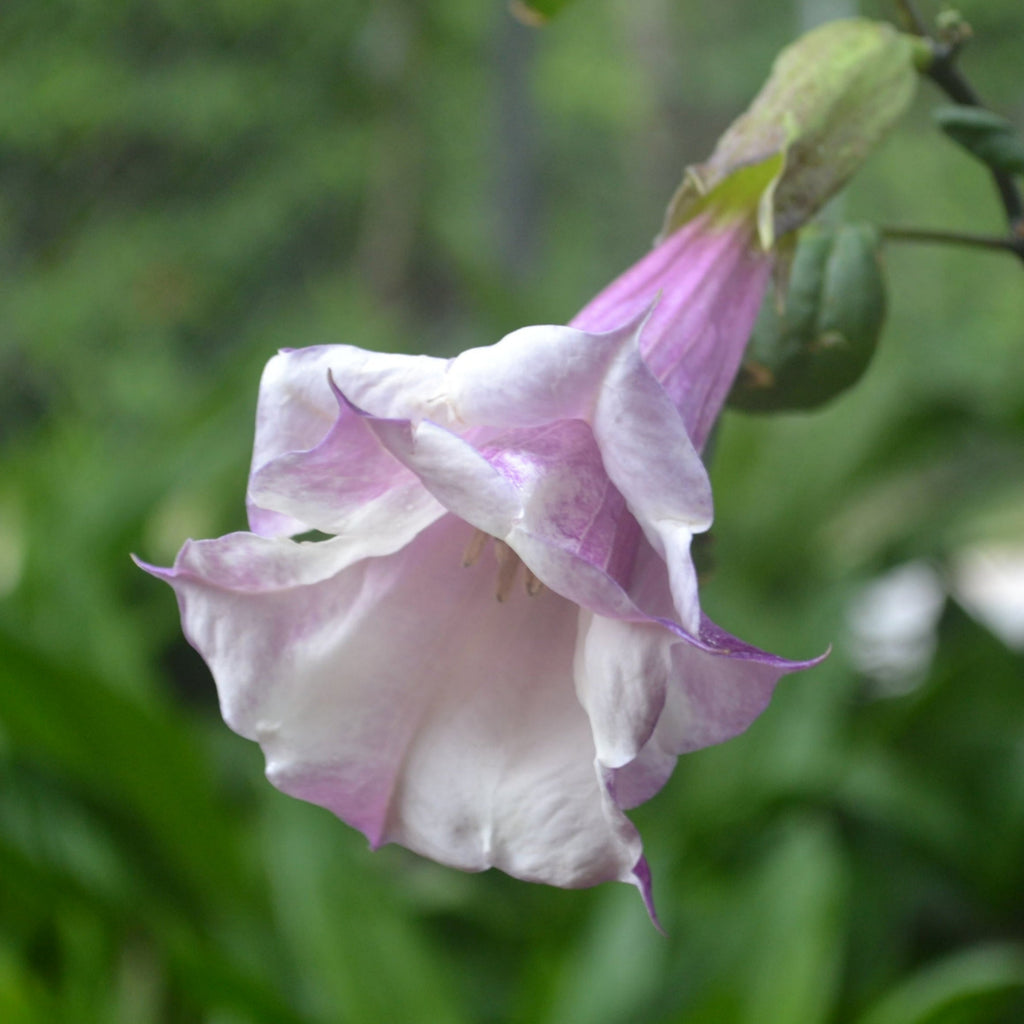 Double Purple Angel Trumpet – Panhandle Palm & Rock