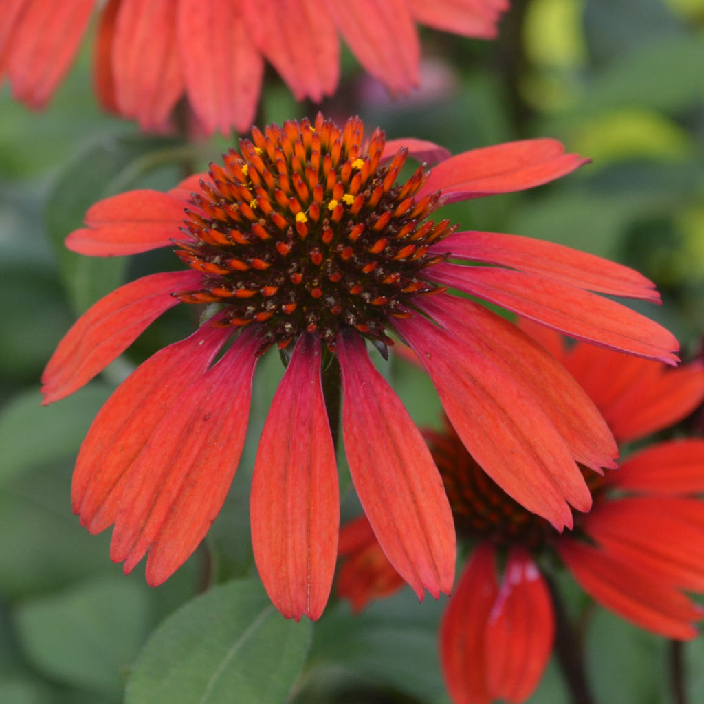Echinacea Panama Red – Panhandle Palm & Rock