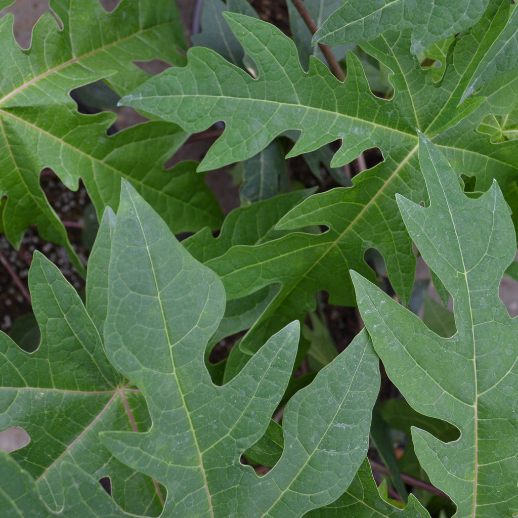 Papaya T.R. Hovey – Panhandle Palm & Rock