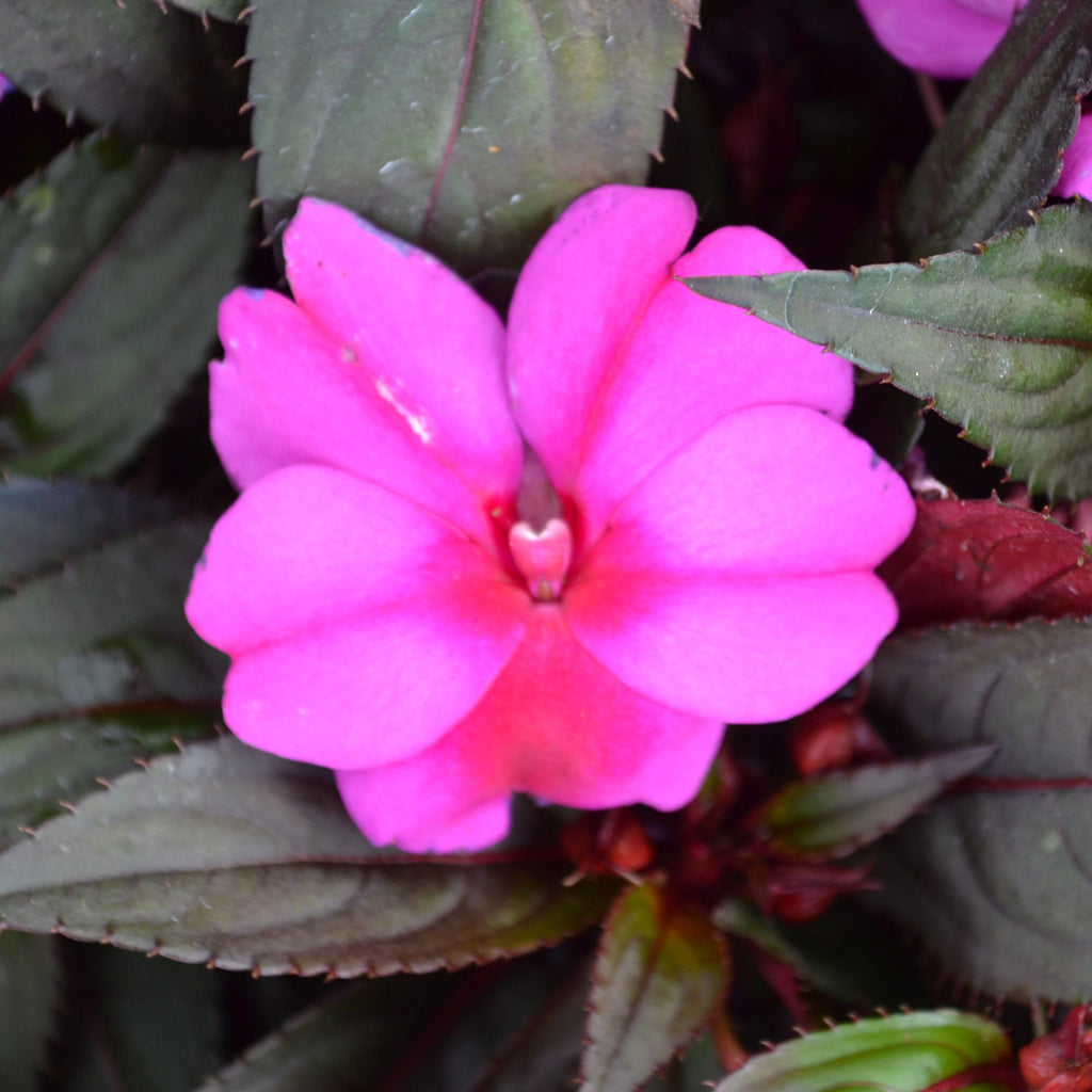 Sunpatiens Compact Purple Candy – Panhandle Palm & Rock