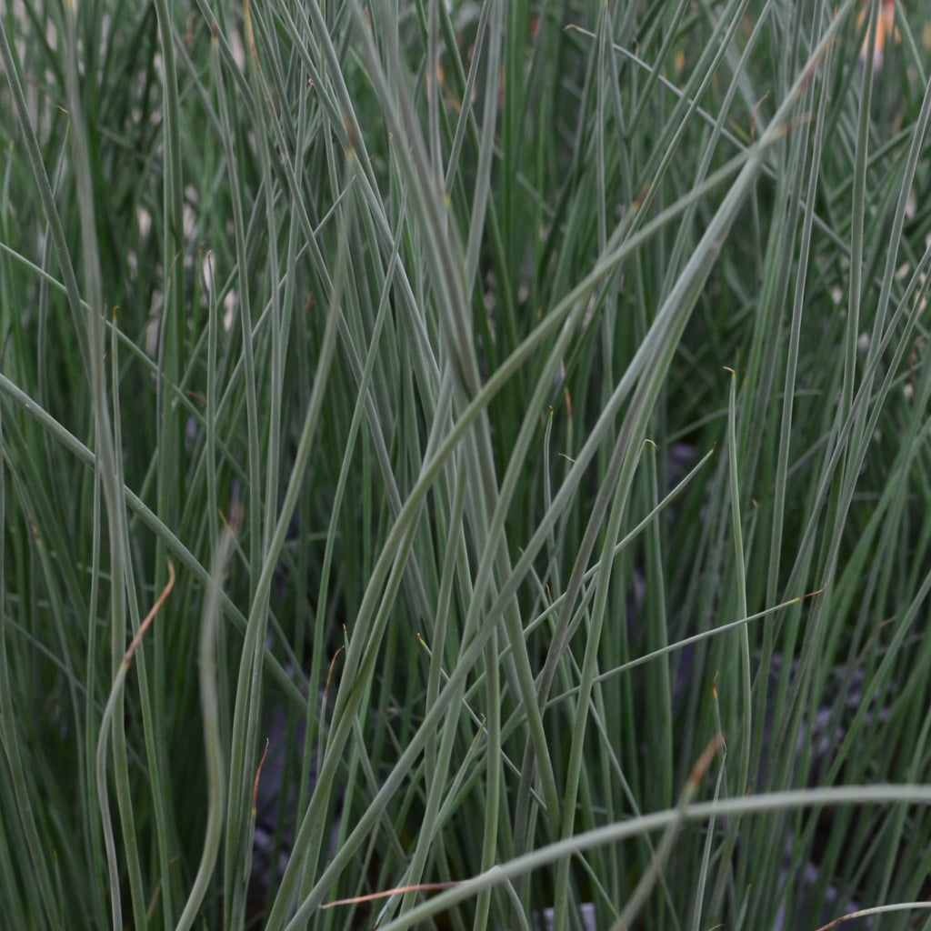 Juncus Blue Arrows – Panhandle Palm & Rock