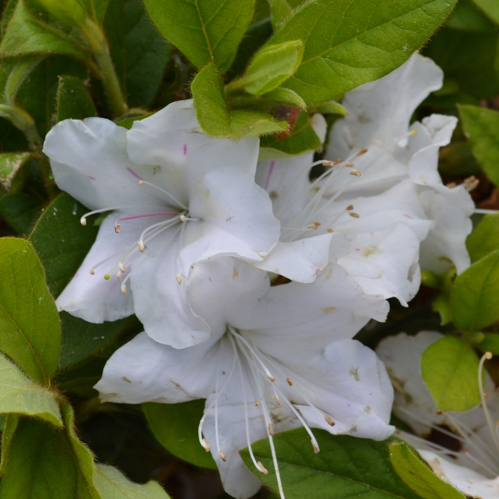 Encore® Autumn Lily Azalea – Panhandle Palm & Rock