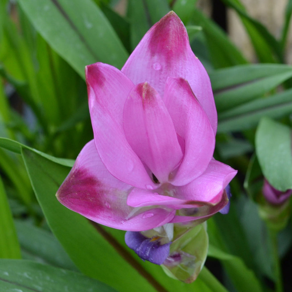 Siam Splash Curcuma – Panhandle Palm & Rock