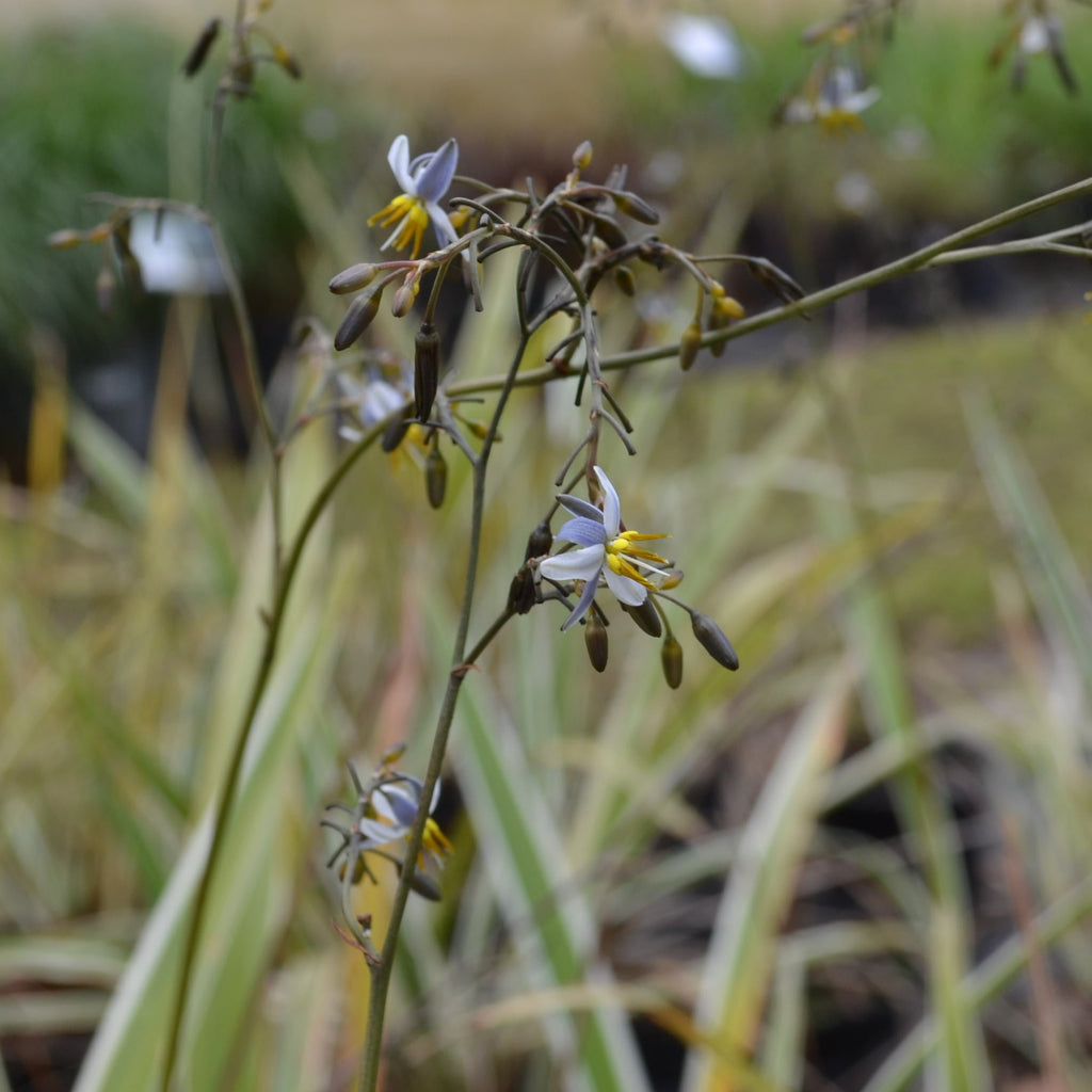 Variegated Flax Lily – Panhandle Palm & Rock