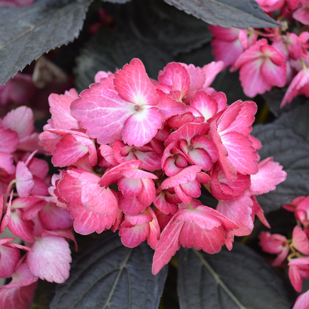 First Editions® Eclipse® Hydrangea – Panhandle Palm & Rock
