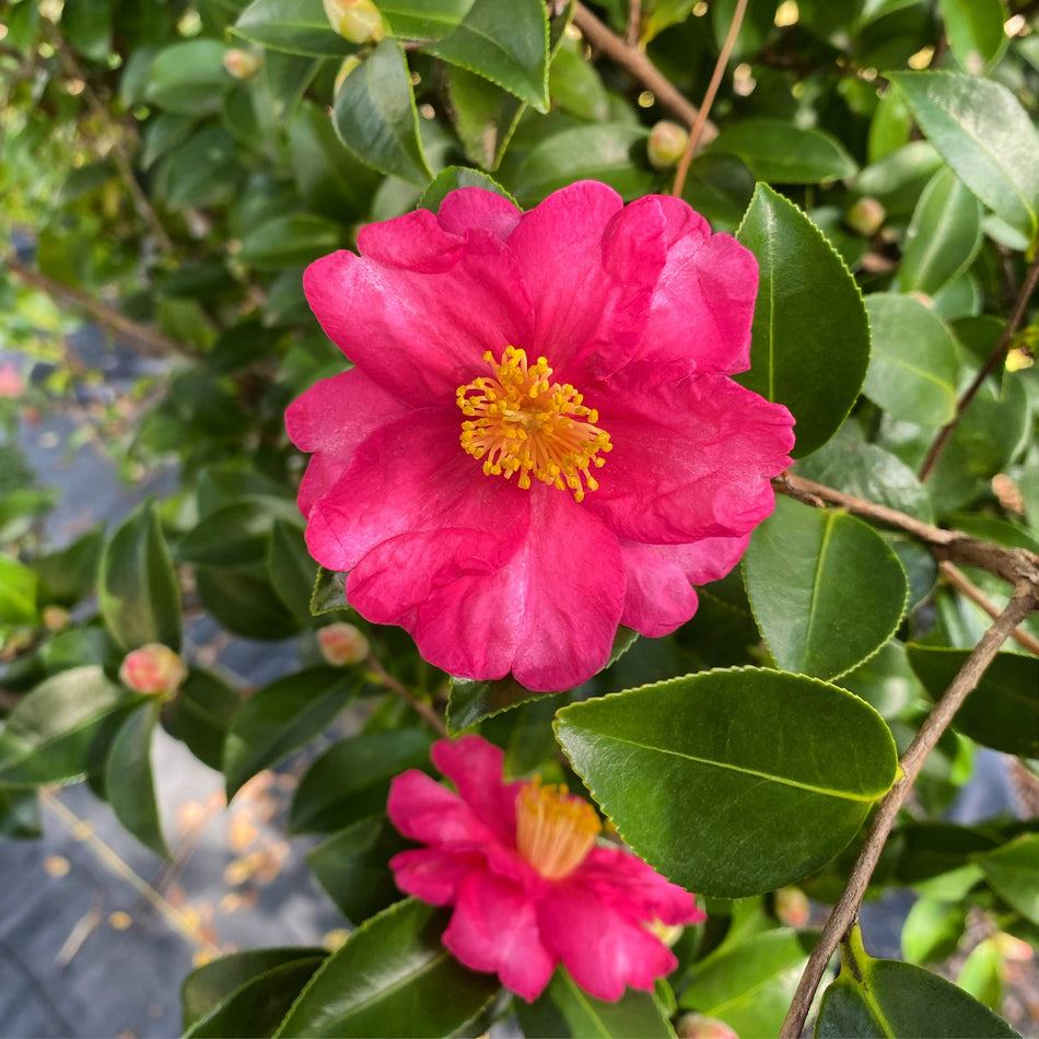 Panhandle Palm & Rock