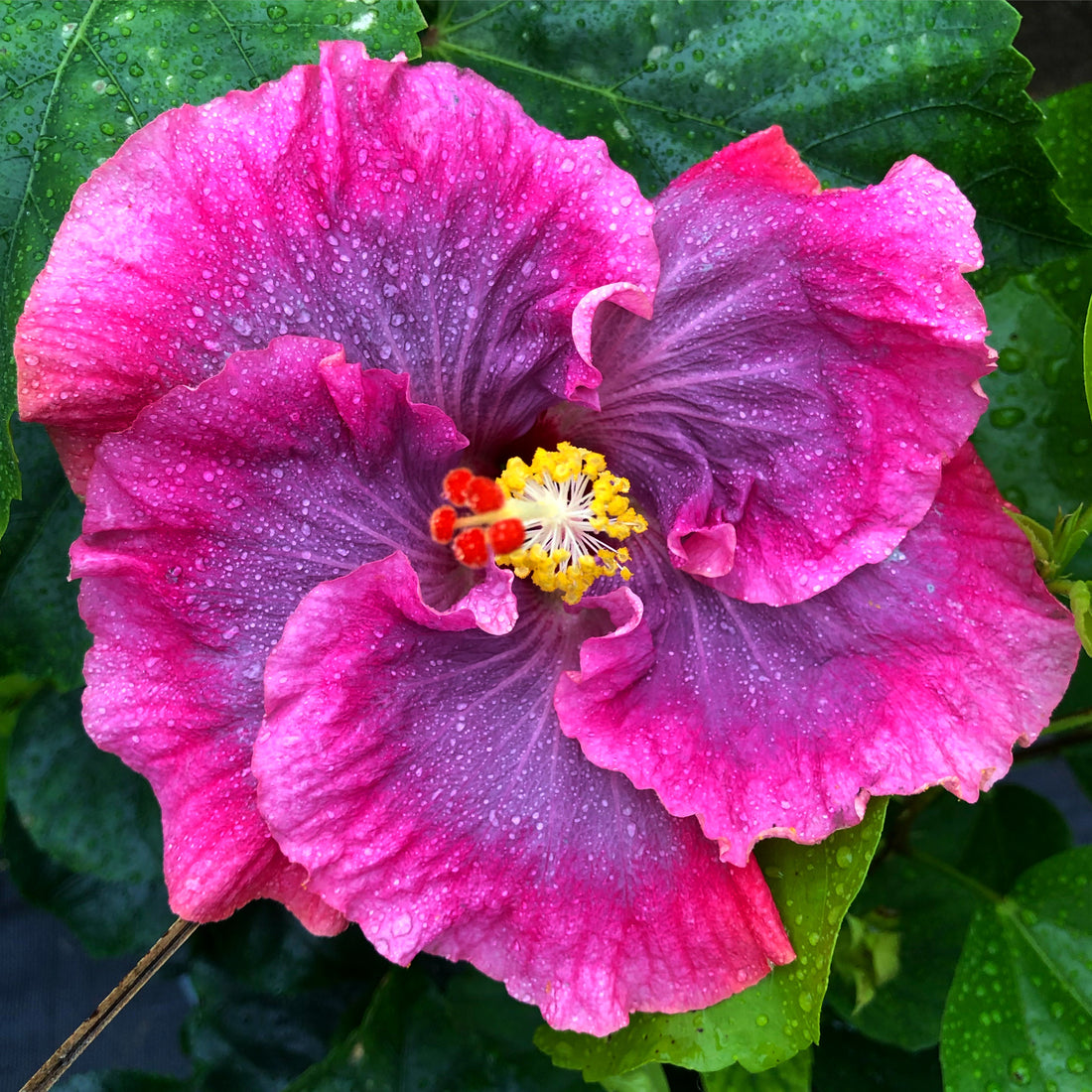 Panhandle Palm & Rock