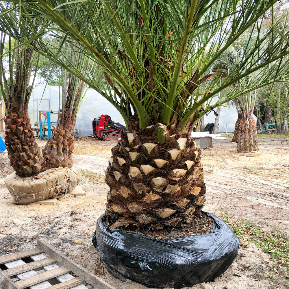 Shop All Palm Trees – Panhandle Palm & Rock