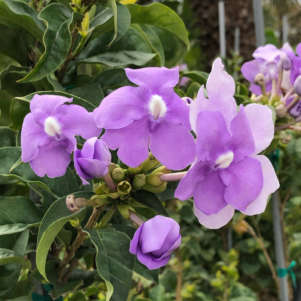 Ready to Pick Up – Panhandle Palm & Rock