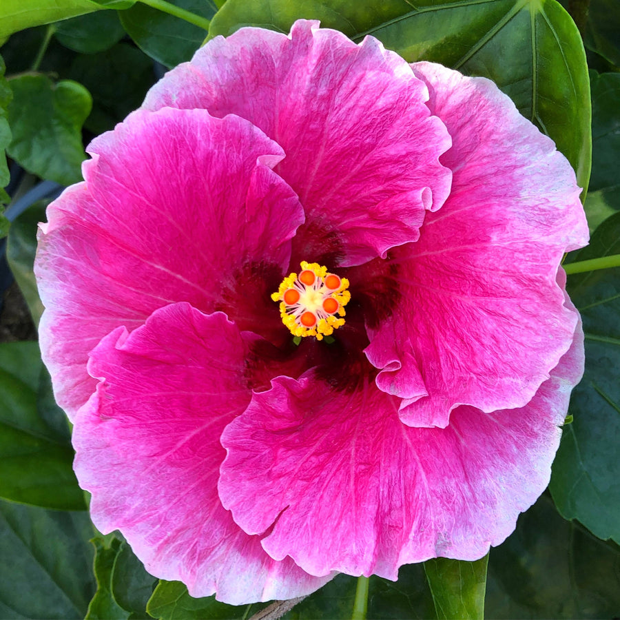 Panhandle Palm & Rock